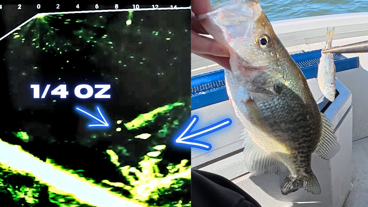 Dead Sticking Big Crappie Using Garmin Livescope LVS34 - YouTube