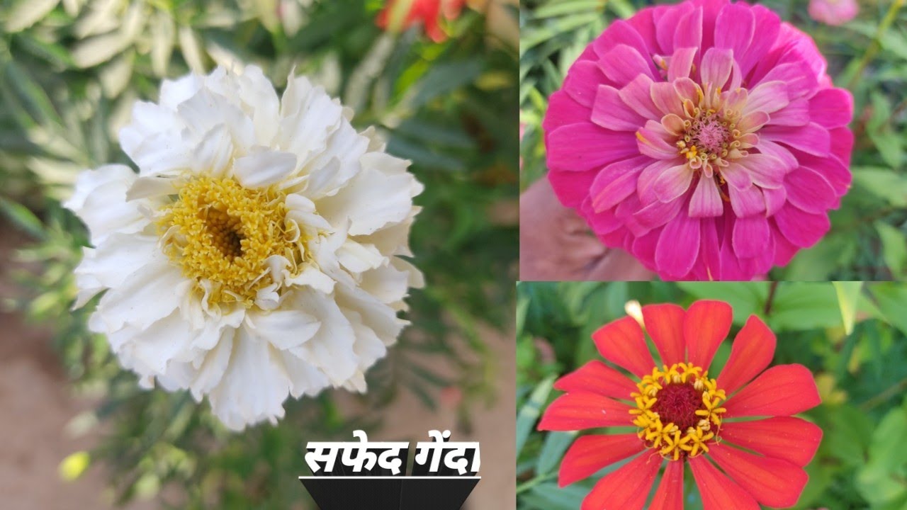 आज के Beautiful Flowers😍😘 - YouTube