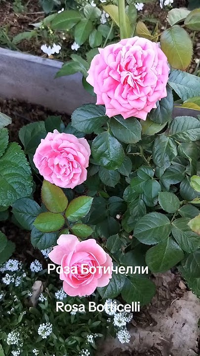 Роза БотичеллиRosa Botticelli - YouTube