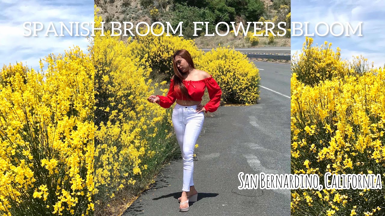 SPANISH BROOM FLOWERS BLOOM IN SAN BERNARDINO COUNTY🇺🇸 - YouTube