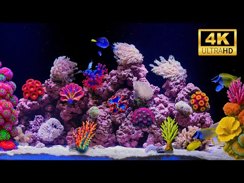 🍃 Coral Reef Aquarium 4K | Calm ASMR Fish Tank for Total Mind Reset