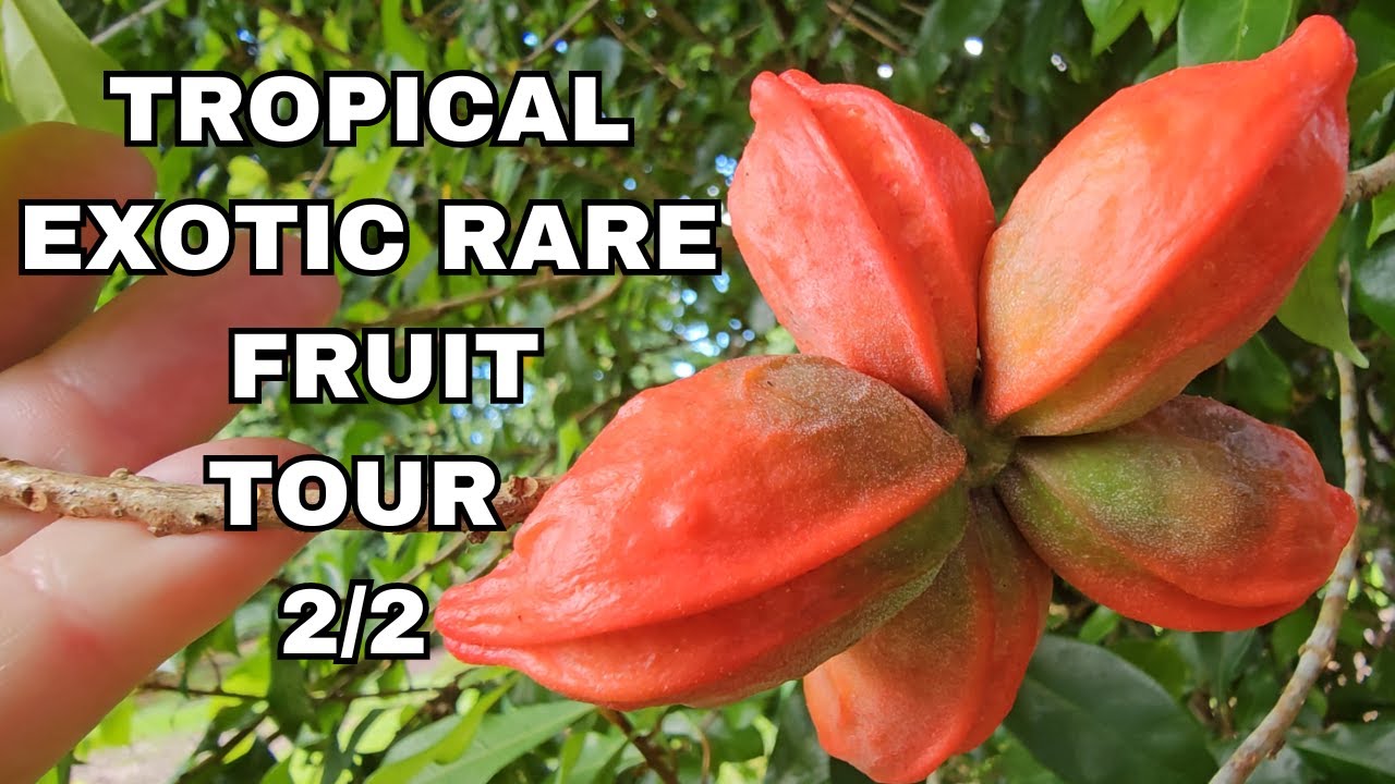 Rare Tropical Fruit Orchid Tour 2 - YouTube