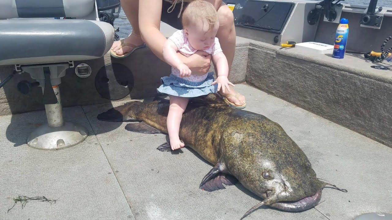 Jumbo Flathead Catfish On The Wisconsin River 2019!!! - YouTube
