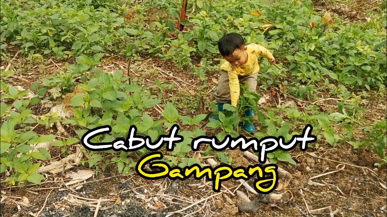 Cabut Rumput Gampang Kalau Tau Caranya || Ngobrol Ngobrol Seru ...