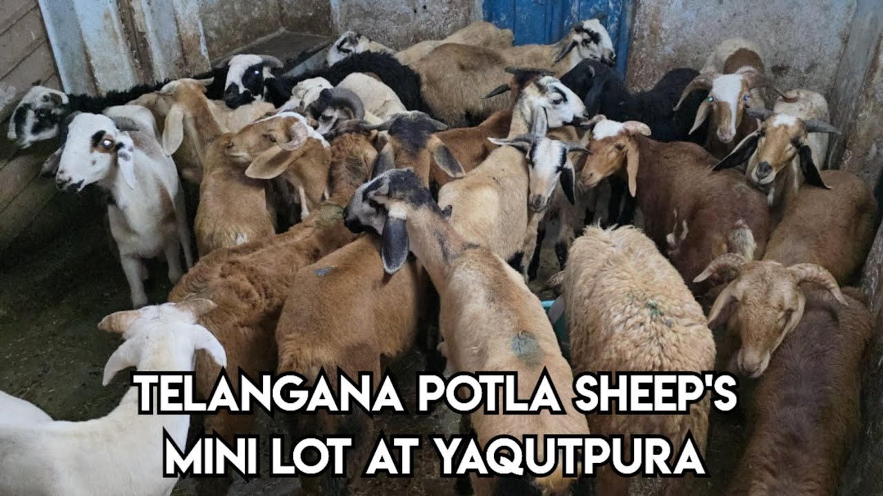 Telangana potla sheep's mini lot available in Yaqutpura bada bazar ...