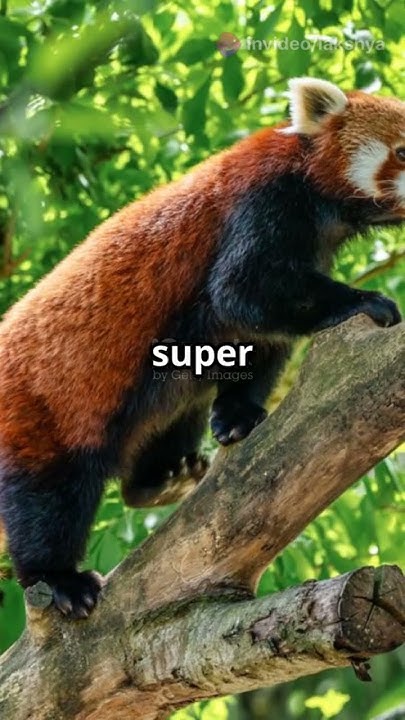 Red Pandas The Bamboo Loving Raccoon - YouTube