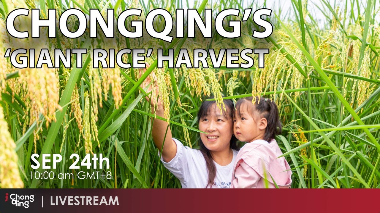 🔴LIVE: Chongqing's 'Giant Rice' Harvest - YouTube