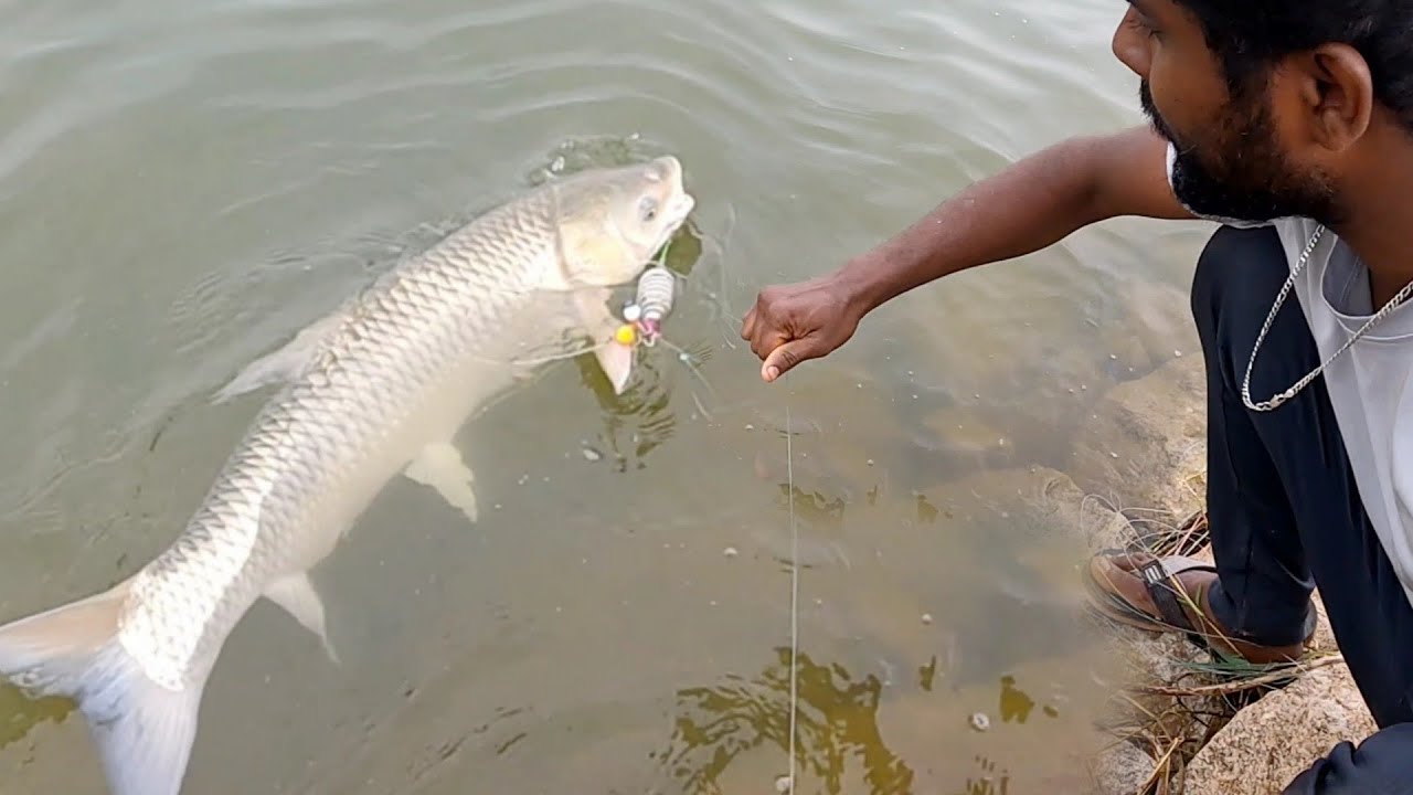 😱Monster Grass Carp Fish Hunting bait tricks in hindi !! # ...