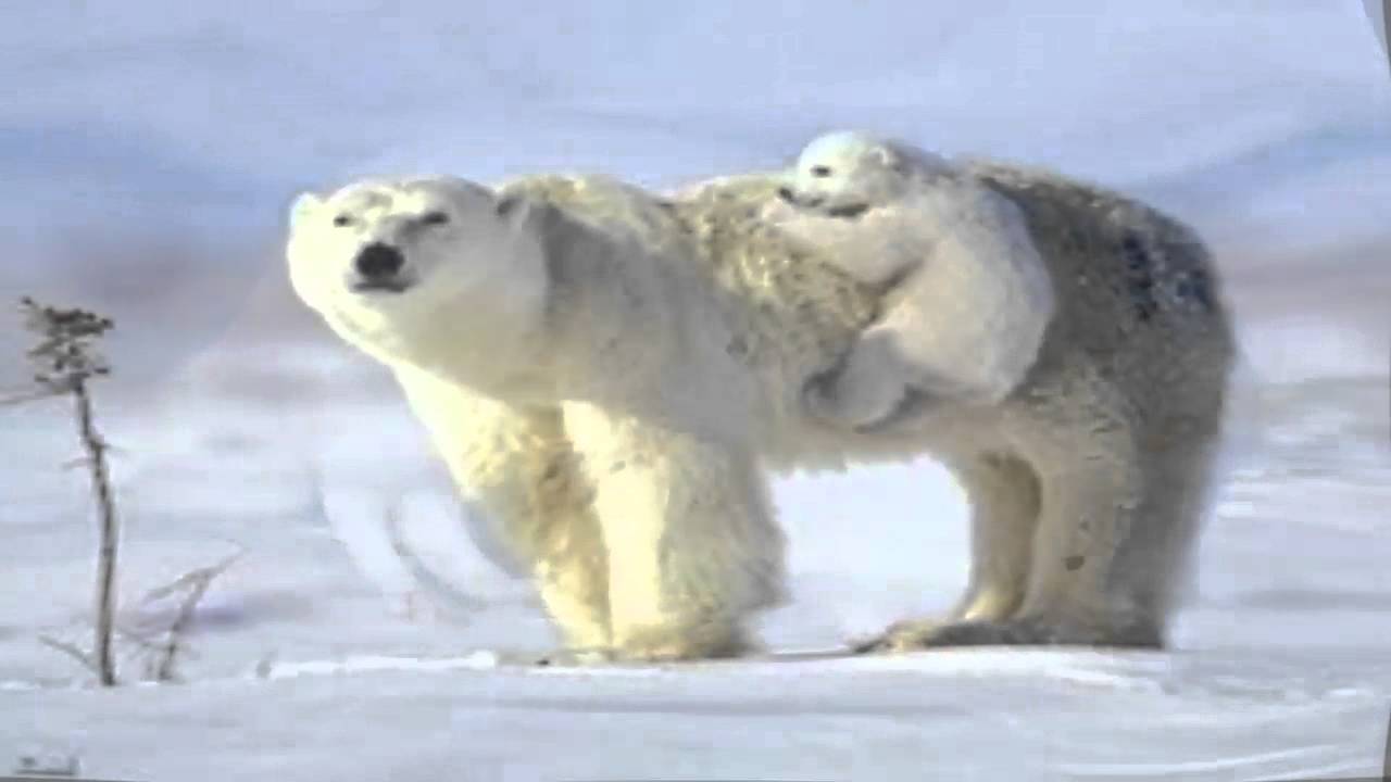 Polární pás - YouTube