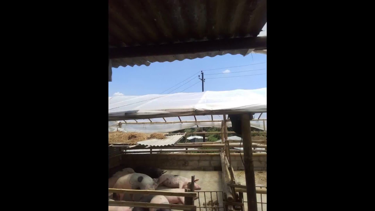 बंगुर फार्म नेपालमा ll Bangur/Boar Farm in Nepal ll - YouTube
