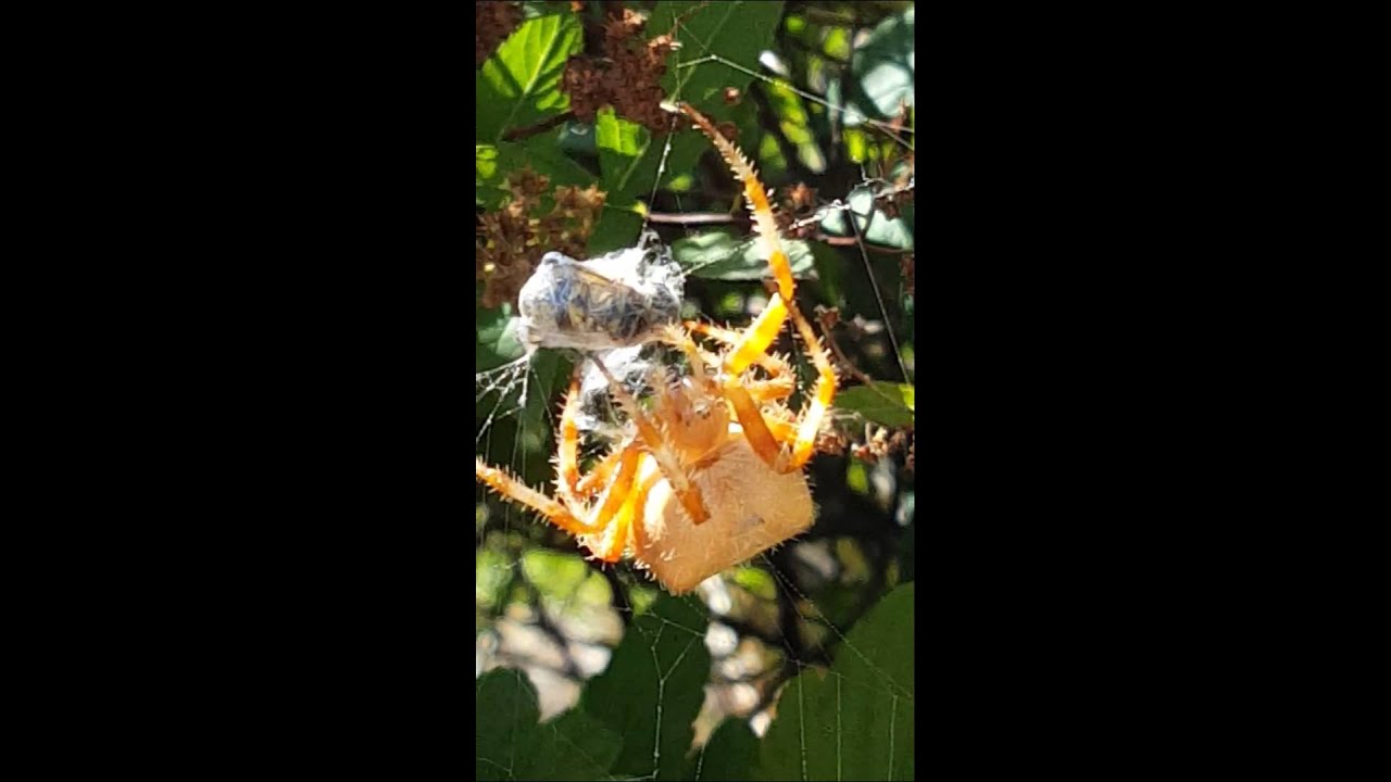 Giant cat faced spider snacking on a yellow jacket - YouTube