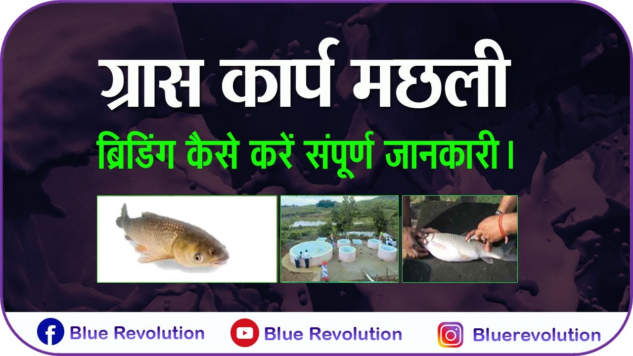 How to Breed Grass carp in hatchery | Carp breeding and Seed Production ...