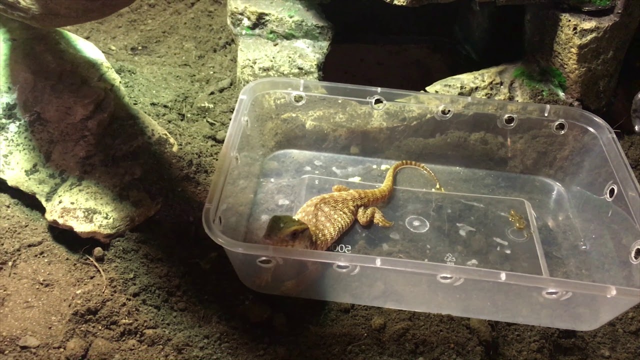 Savannah monitor tank - YouTube