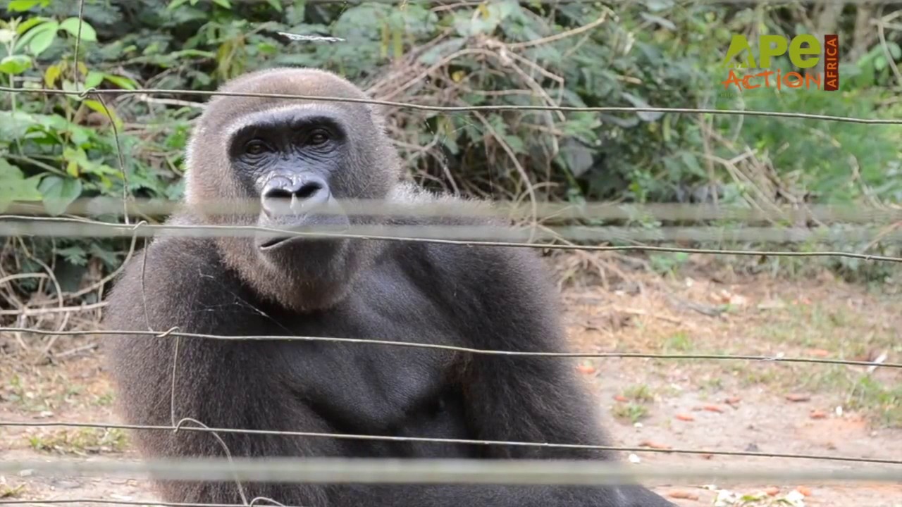 Meet Ape Action Africa's Director, Rachel Hogan Moas Eran - Eran Moas ...