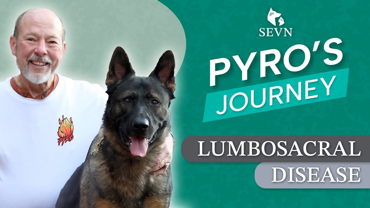 Pyro’s Comeback: A German Shepherd Dog’s Triumph Over Lumbosacral ...
