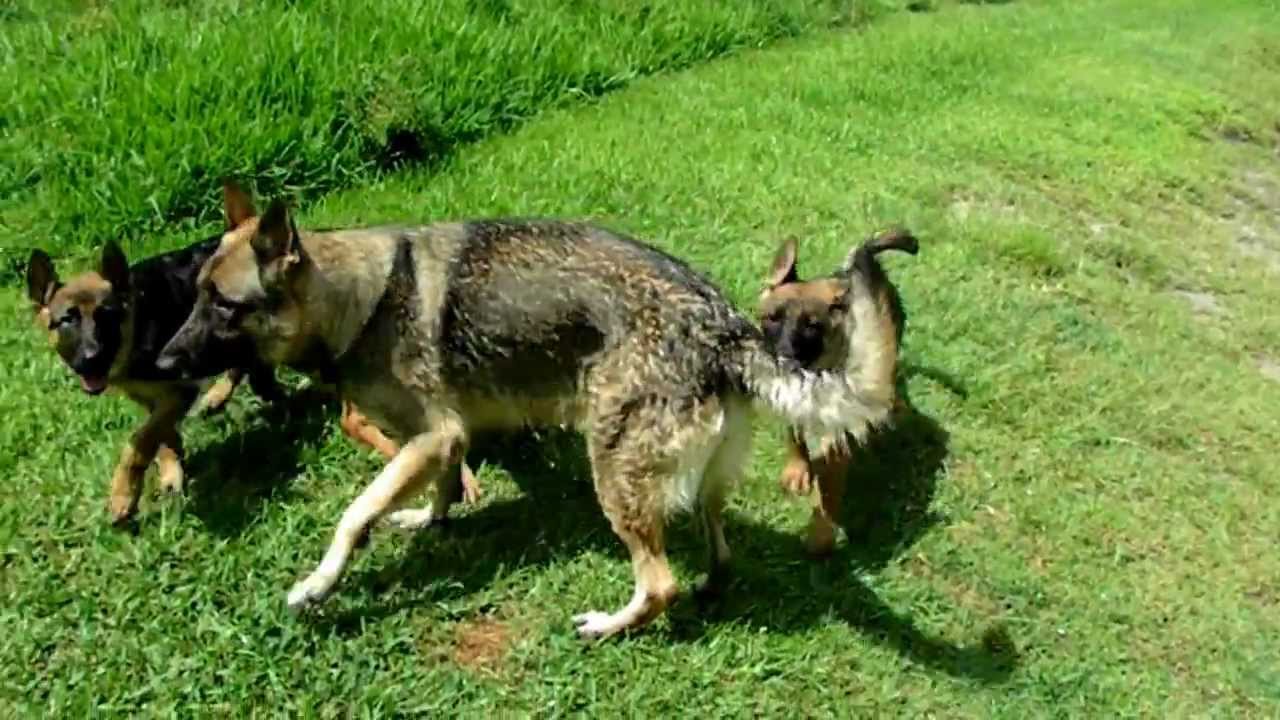 German Shepherd Puppies Chasing Their Mother Solo - YouTube