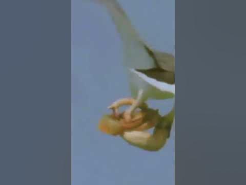 EAGLES Attack SNAKES - YouTube