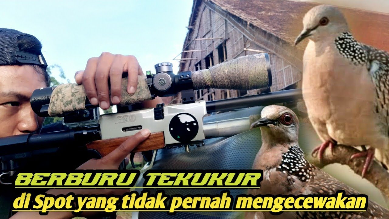 Berburu TEKUKUR di spot ANDALAN - YouTube