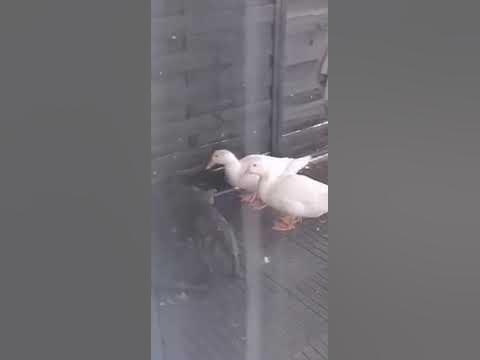Ducks supremacy 😂 - YouTube
