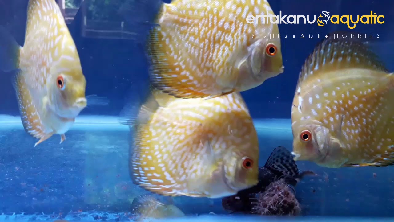 Ikan discus pigeon yellow 2 inc (Symphysodon Discus) #entakanu aquatic ...