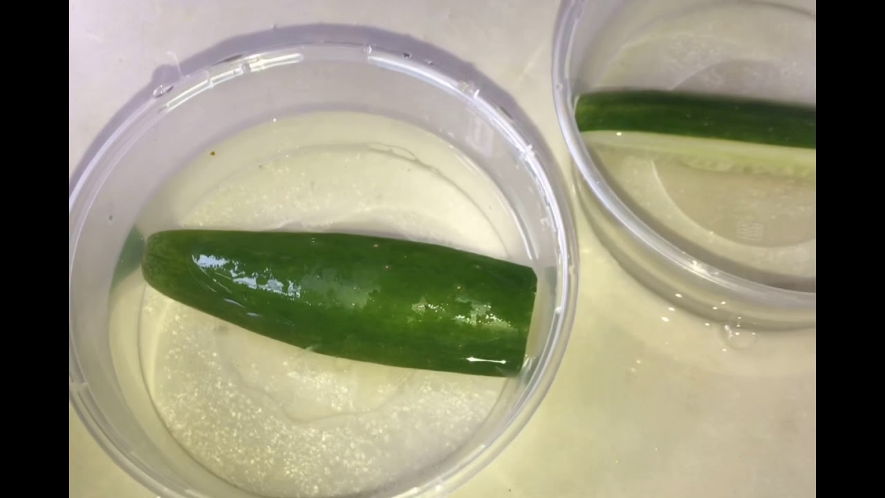 BIOLOGY FORM 4 KSSM : PICKLING PROCESS - YouTube