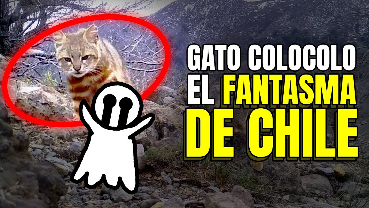 GATO COLOCOLO explicado en chileno 🇨🇱 - YouTube