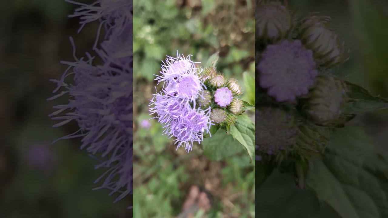 #village shorts beautiful purple flower Badlapur jaunpur. village ...