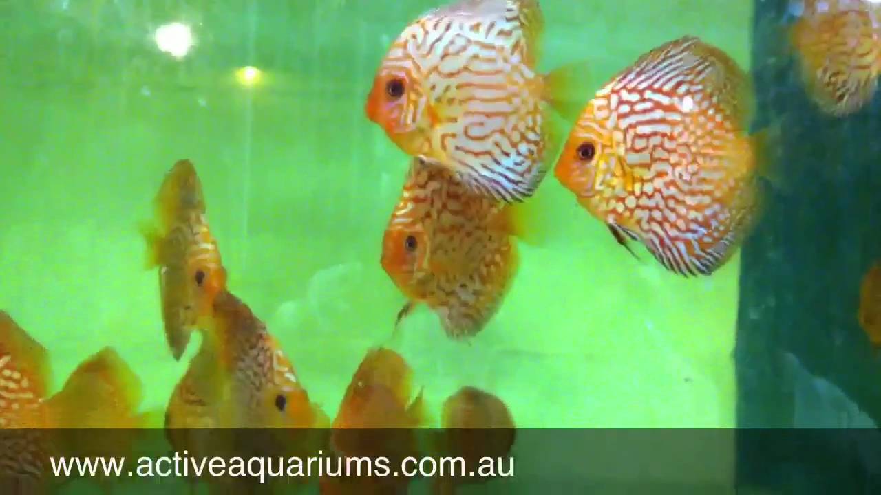 Pearl Pigeon Discus - YouTube