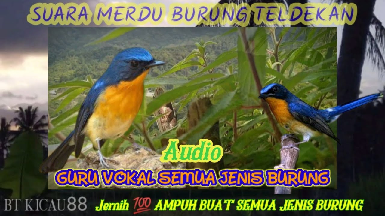 MASTERAN AUDIO Suara merdu burung tledekan || jernih full durasi - YouTube