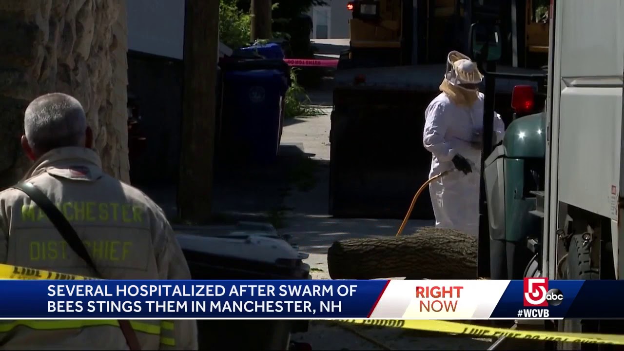 Worker in bucket attacked by swarm of bees, stung hundreds of times ...