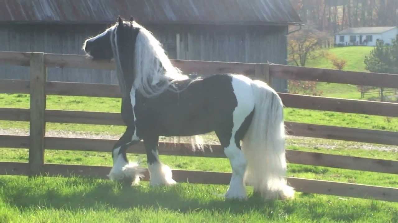 Westmoreland Farm's Lucky..Champion Gypsy Vanner Stallion - YouTube