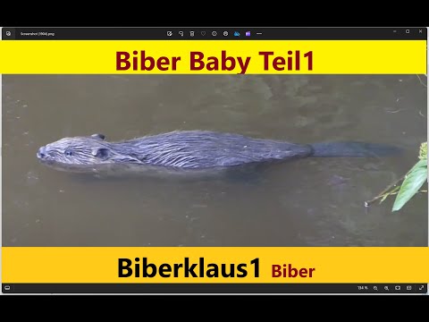 Baby Biber schwimmt und frisst Kräuter. ( Brückenbiber Augsburg ) - YouTube