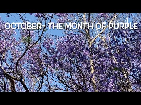 October is the month of Purple - YouTube