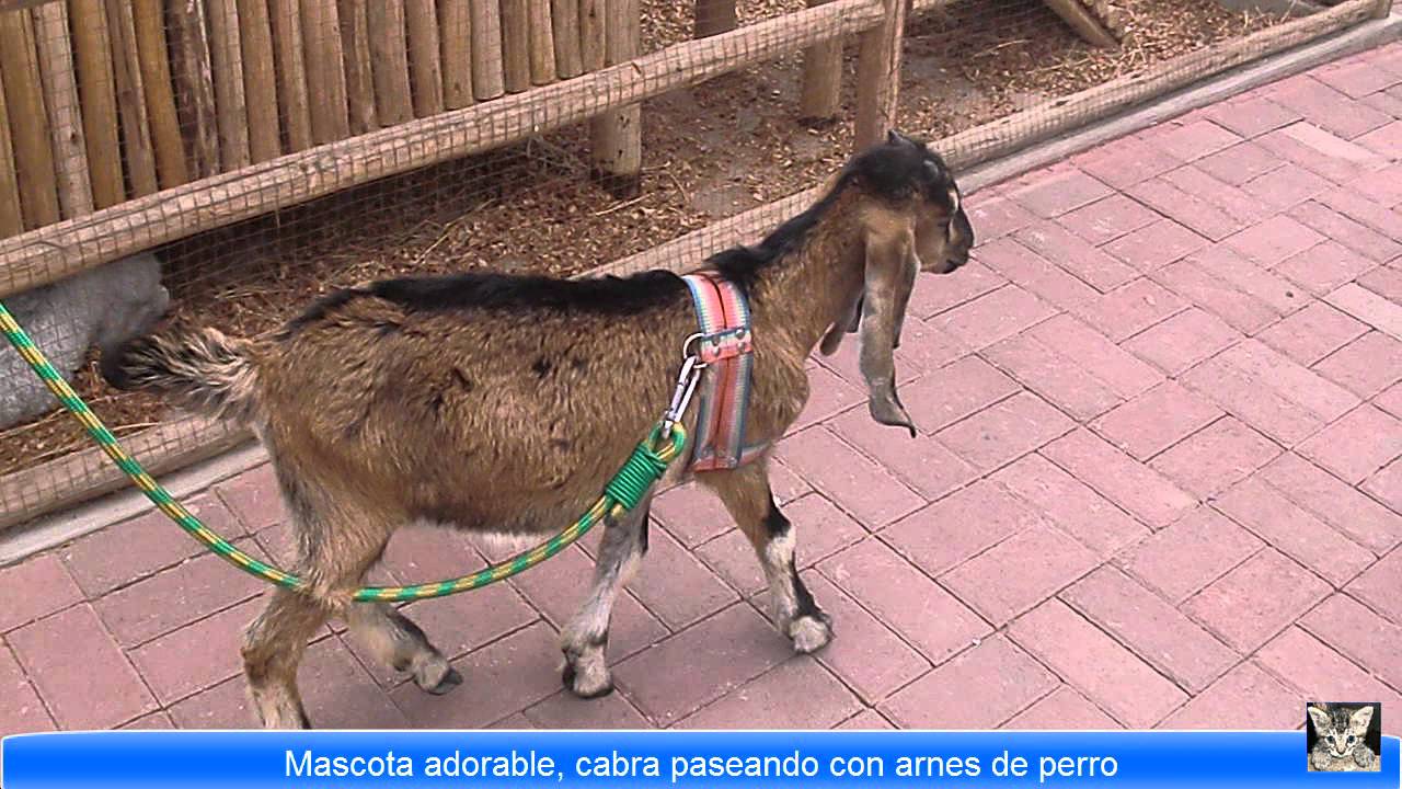 mascota adorable, chivo paseando con arnes de perro - YouTube