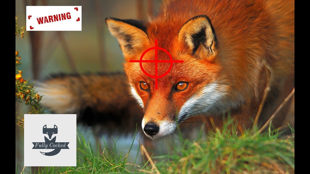 Problem fox - YouTube