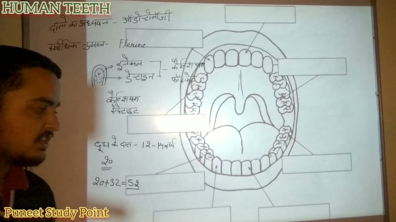 Human Teeth | For all UPSC , SSC , NDA , CDS , STATE EXAMS . Full ...