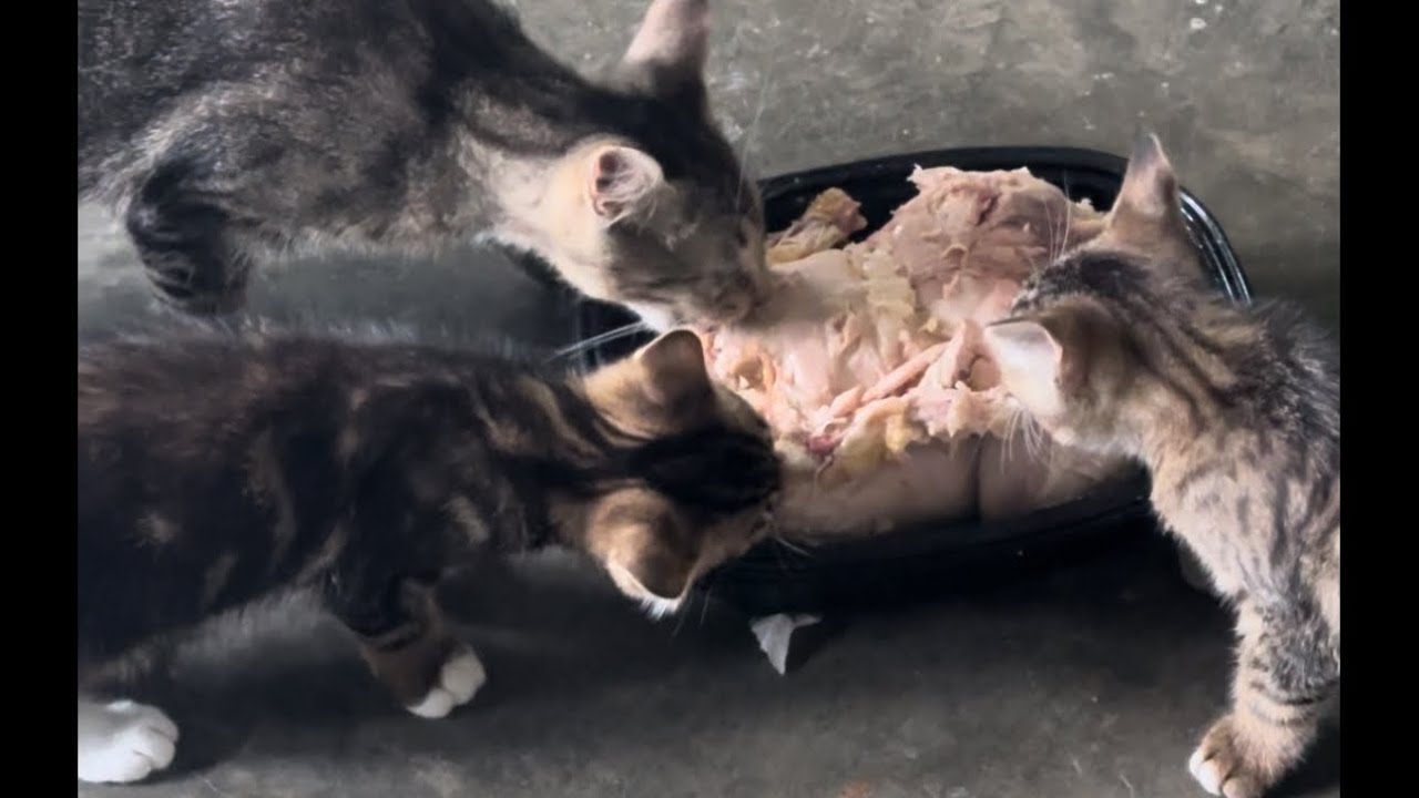 Kiki Mimi and Leo are all eating chicken they love it so much ️ ️ ️ ...