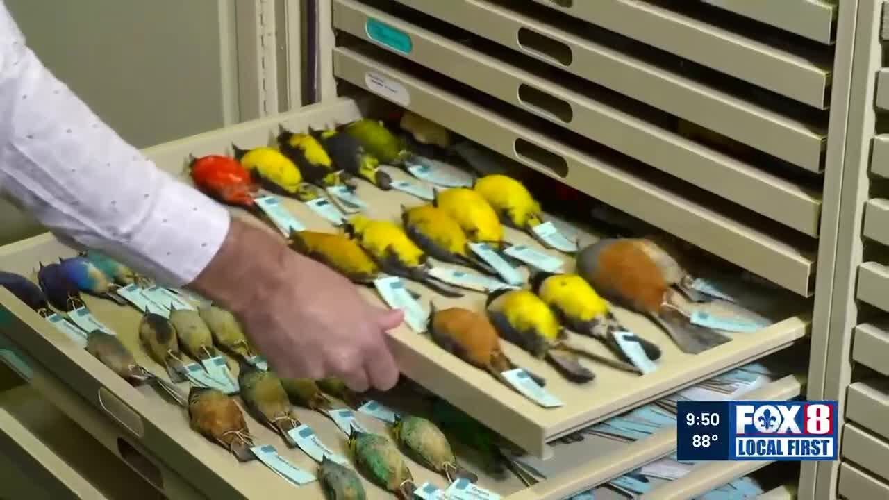 Heart of Louisiana: LSU birds - YouTube