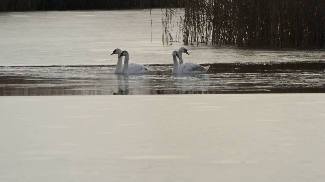 Lebede pe lac - YouTube