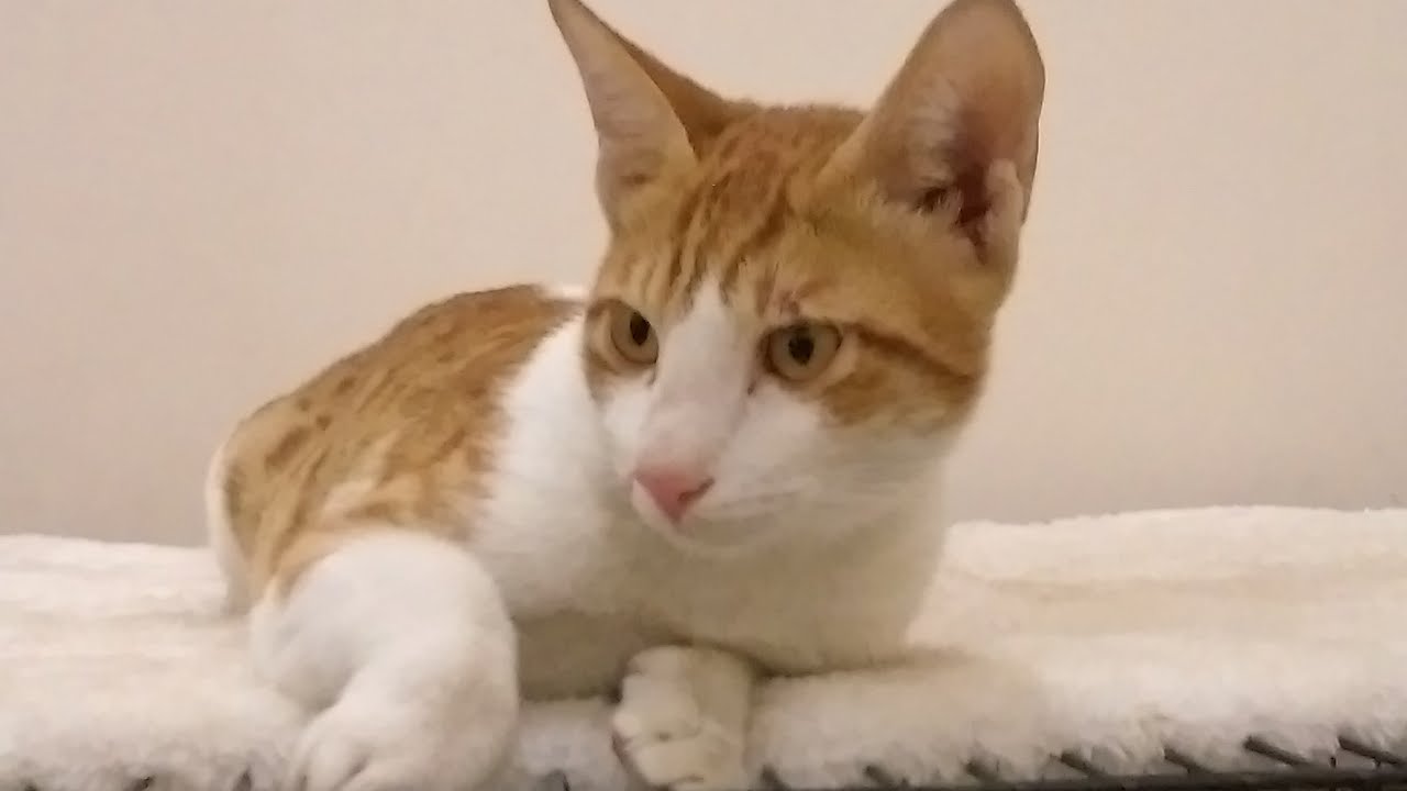 My Offended Cat Talking With Owner Face To Face. - YouTube