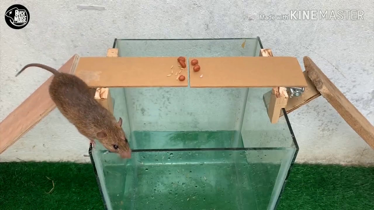 Rat Trap Water 12 Mice In Trapped 1 Hour Mouse Rat Trap How To Make