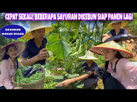 AKHIRNYA BERAKSI DIKEBUN LAGI KAGET TERONG SUDAH SEBESAR INI, PANEN BEBERAPA SAYURAN DIKEBUN DESA 