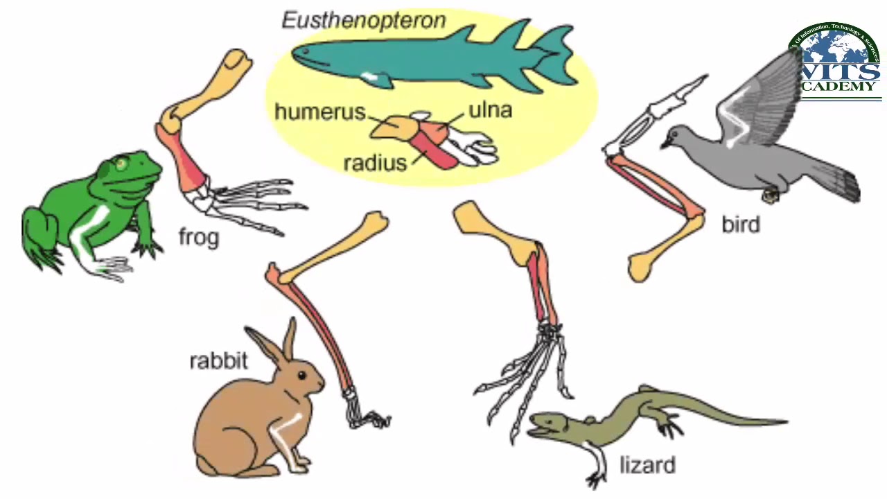 Class Eight Science Unit 2 Sensitivity in living organisms Video 2 week ...