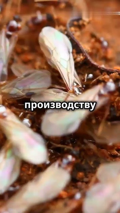 Королева термитов секреты долголетия Youtube