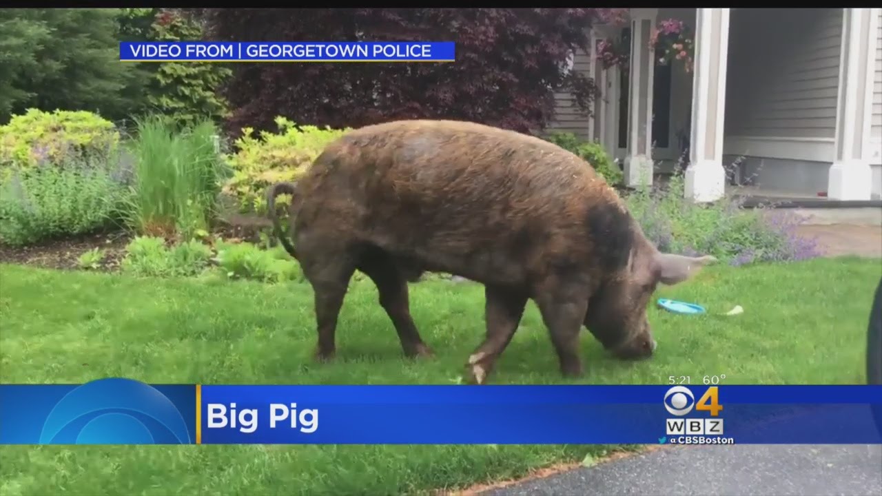 Georgetown Police Officer Corrals 1,000-Pound Pig - YouTube