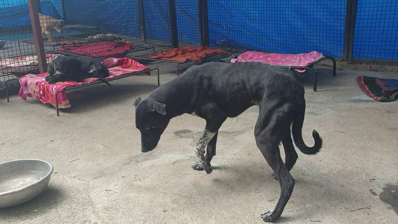 A dog recovers from near fatal hit and run - YouTube