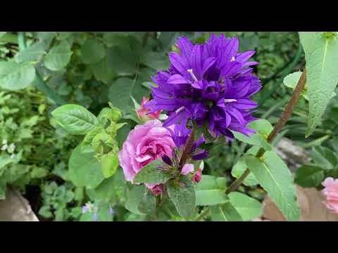 РОЗЫ В САДУ! Поговорим о розах. Сорта роз и планировка сада! - YouTube