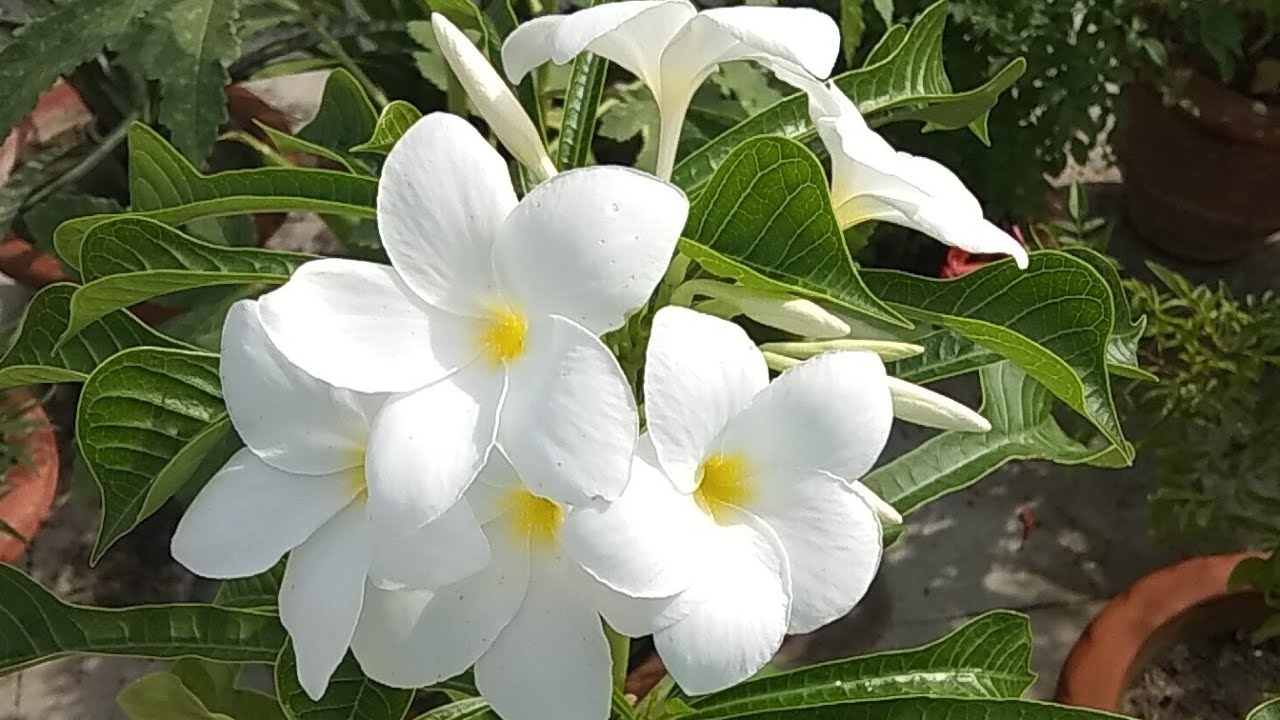 Nag Champa Flower In Hindi | Best Flower Site