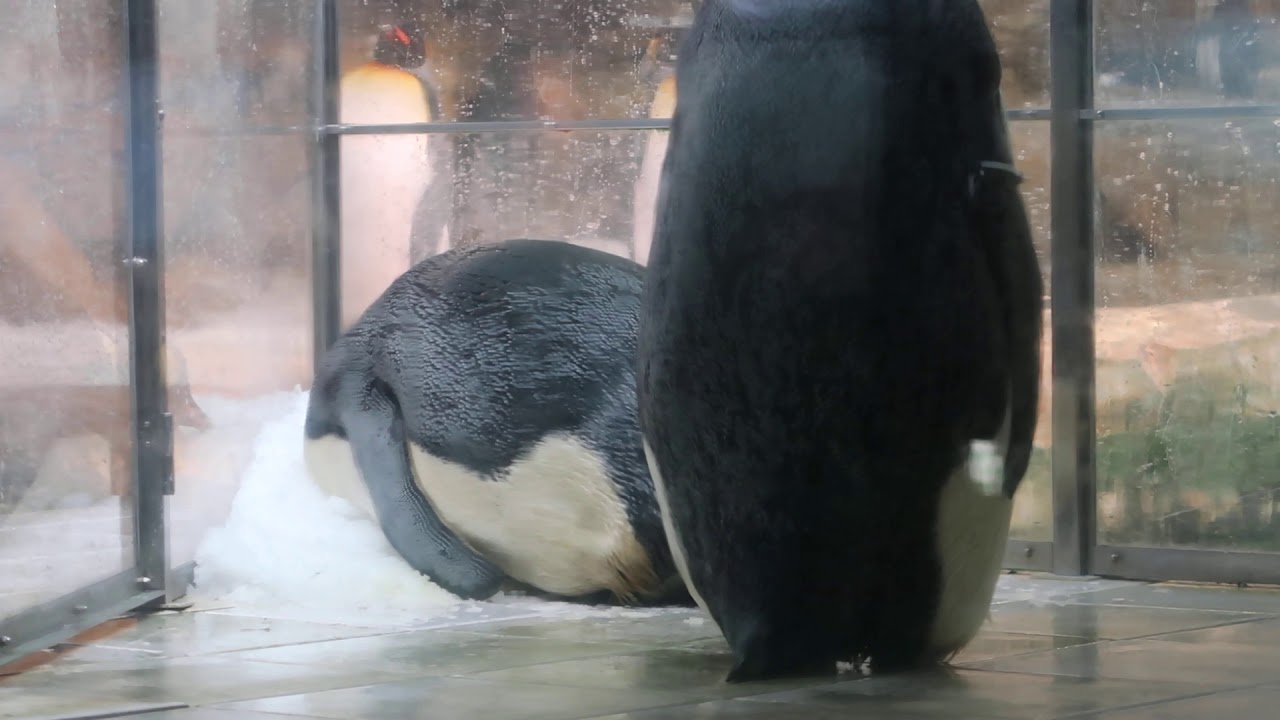 #1-20 Nov 2020 Emperor penguin at Adventure world, Japan - YouTube