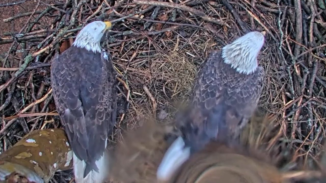 Eagle Male and Female brings fluff for nest | ND-LEEF | Dec 15, 2024 ...